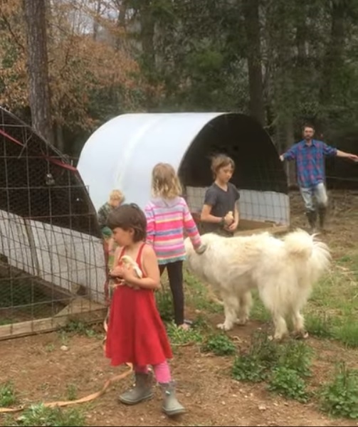 Chicken Wrangling at Earthaven Ecovillage - Earthaven Ecovillage