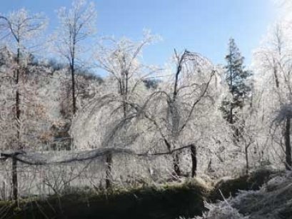 Covered in Ice - Earthaven Ecovillage